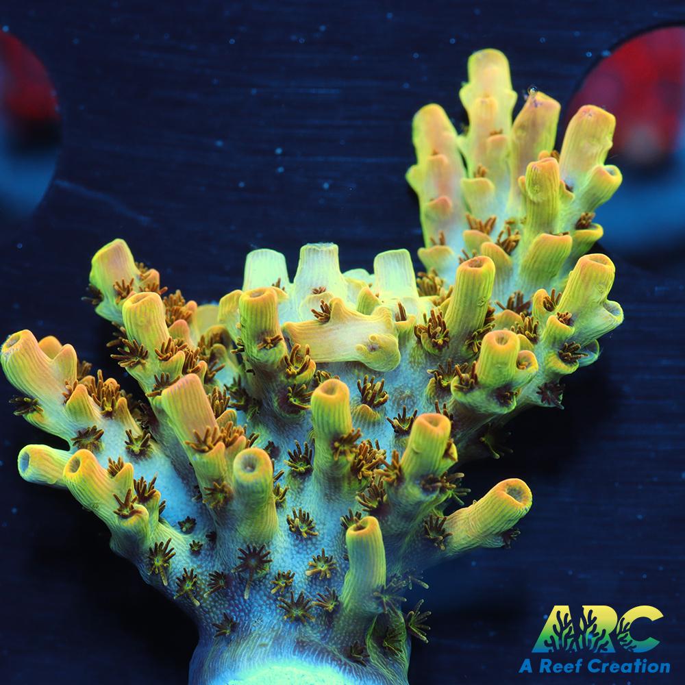 ARC Peach Giant – A Reef Creation