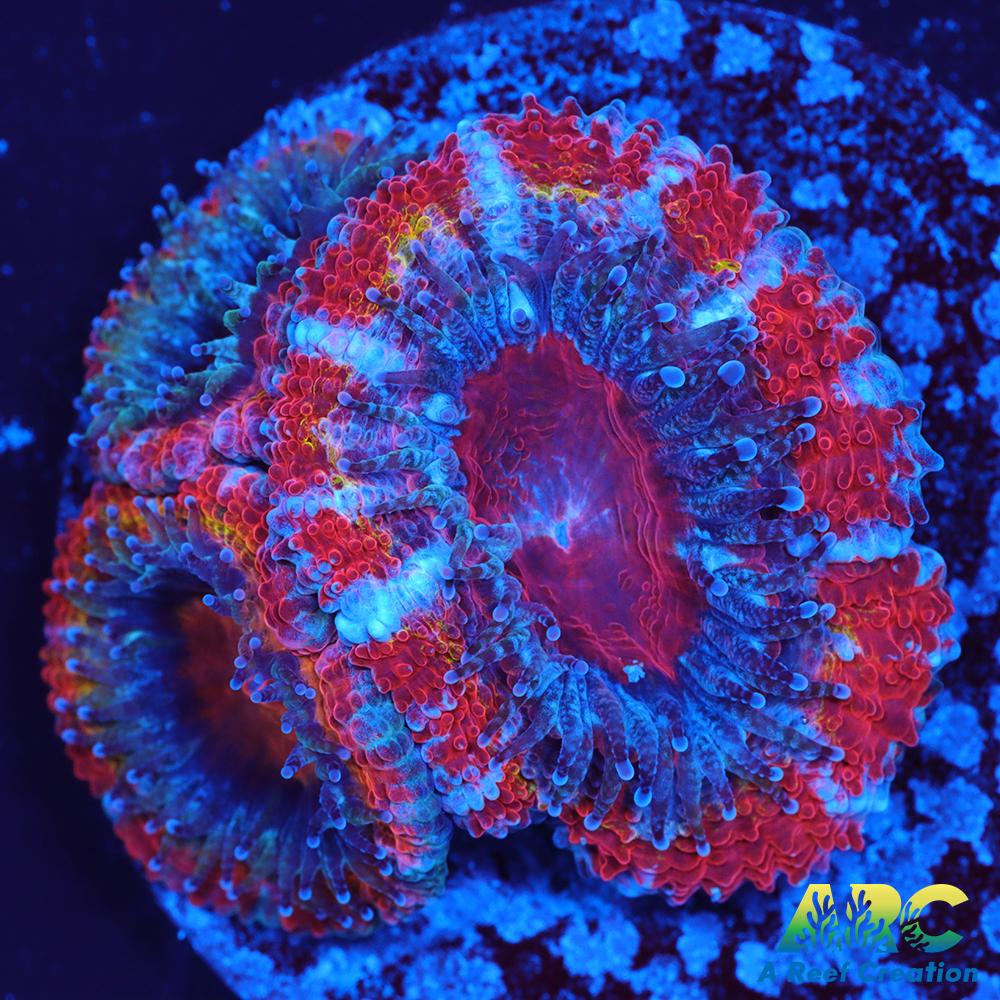 ARC Agent Orange Acan – A Reef Creation
