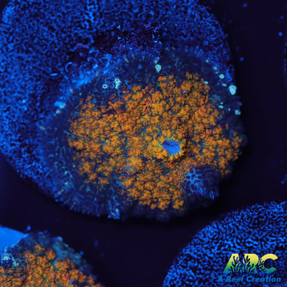 Fall Foliage Rhodactis – A Reef Creation