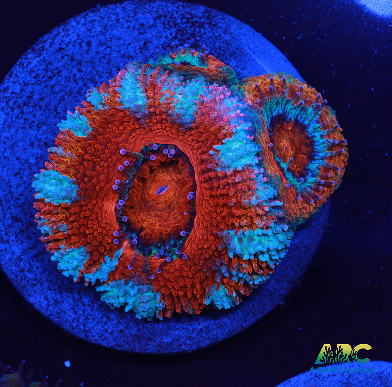 ARC Candy Corn Acan – A Reef Creation