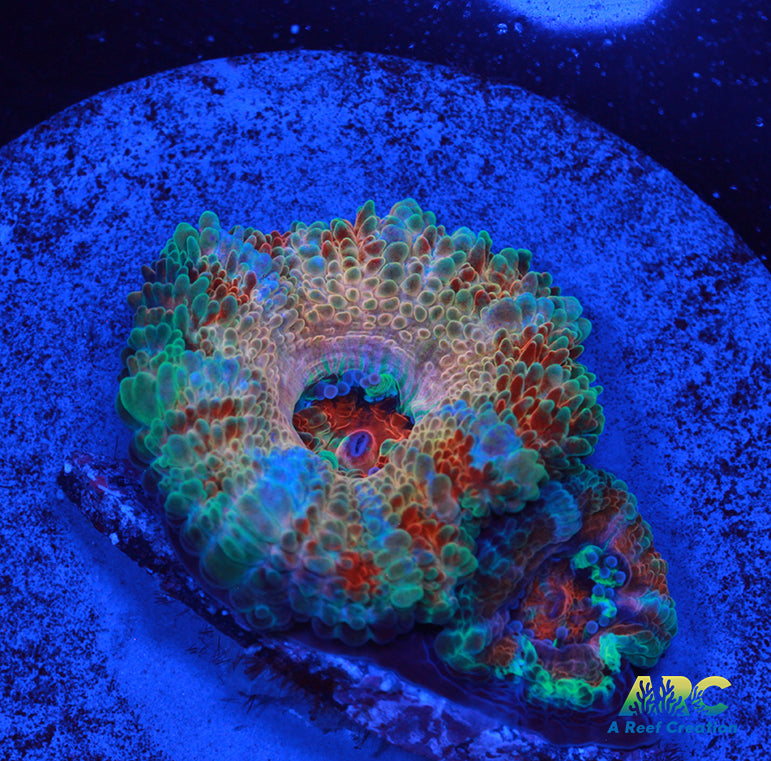 FF Blue Magic Acan – A Reef Creation