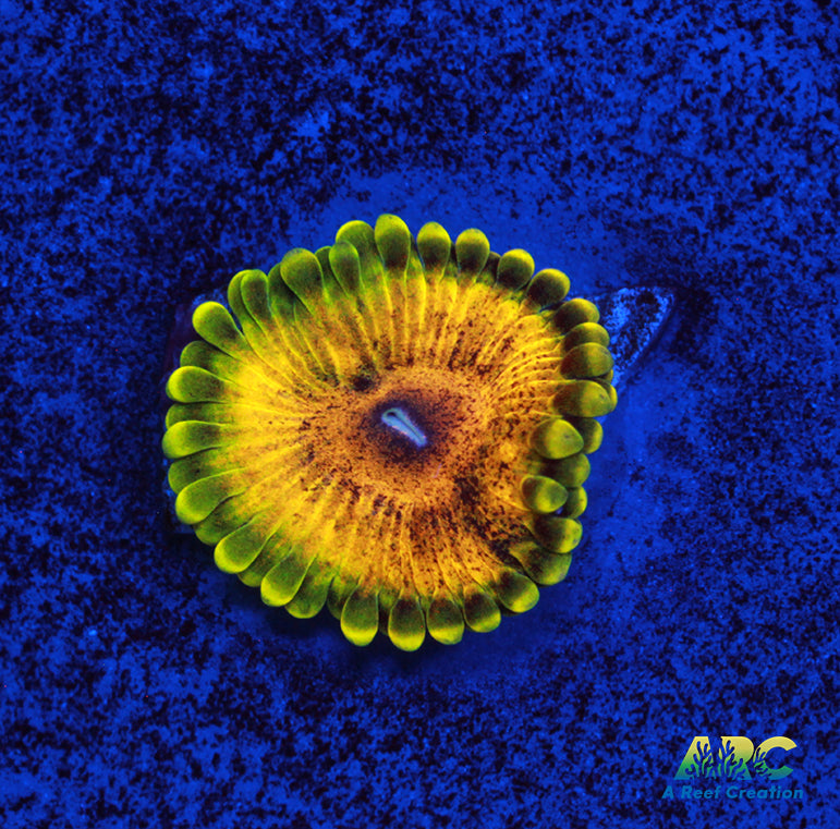 ARC Lemon Haze Zoa – A Reef Creation