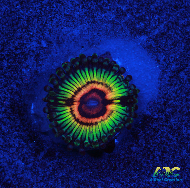 SBB Rainbow Eclipse Zoa – A Reef Creation