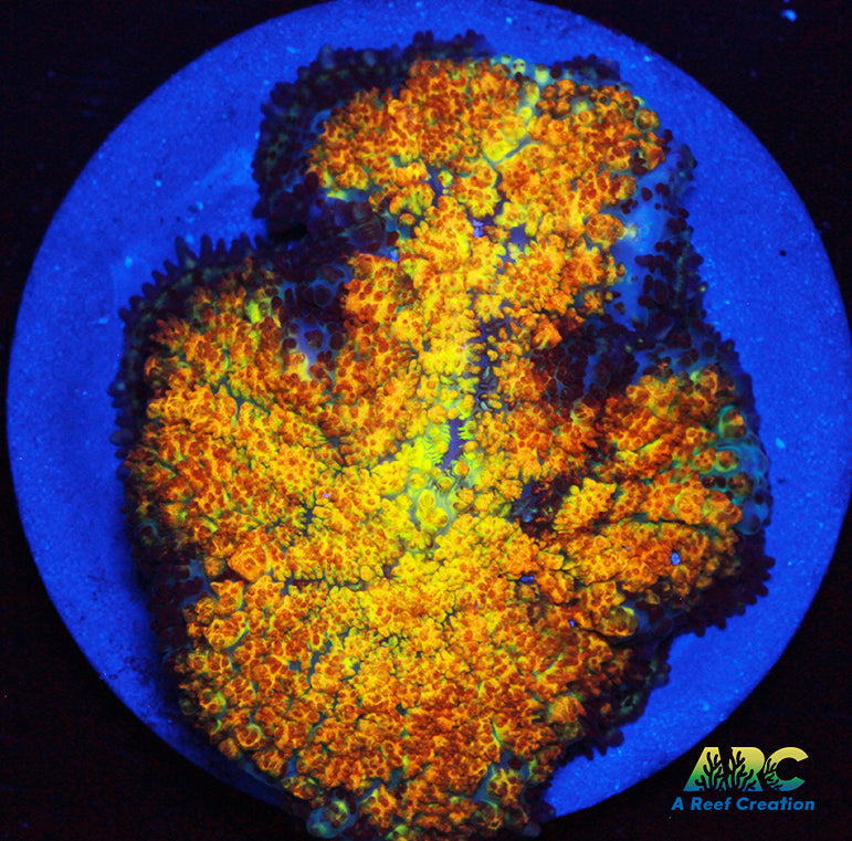 Fall Foliage Rhodactis – A Reef Creation