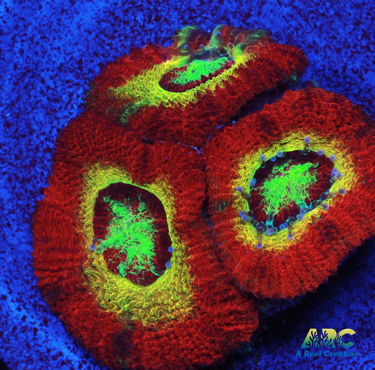 WWC Ruby Red Micro – A Reef Creation