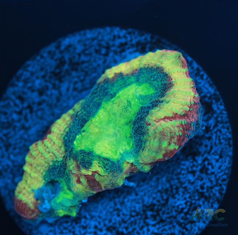 Brent's Reverse Prism Favia – A Reef Creation