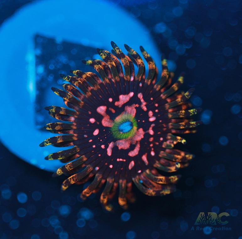 Big R Space Chaos – A Reef Creation