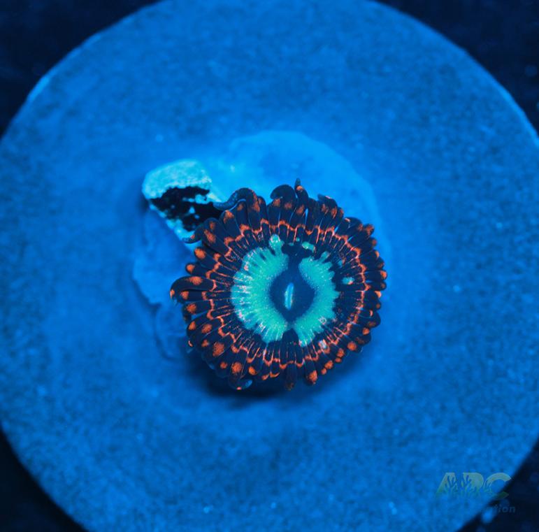 Utter Peace – A Reef Creation
