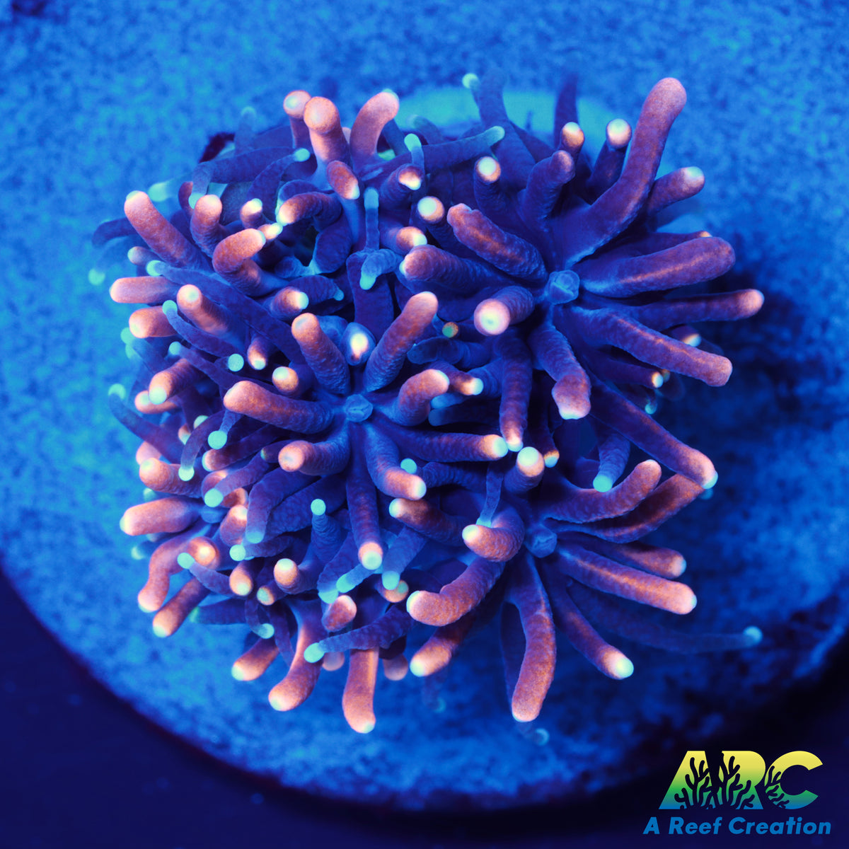 ARC Golden Galaxea – A Reef Creation