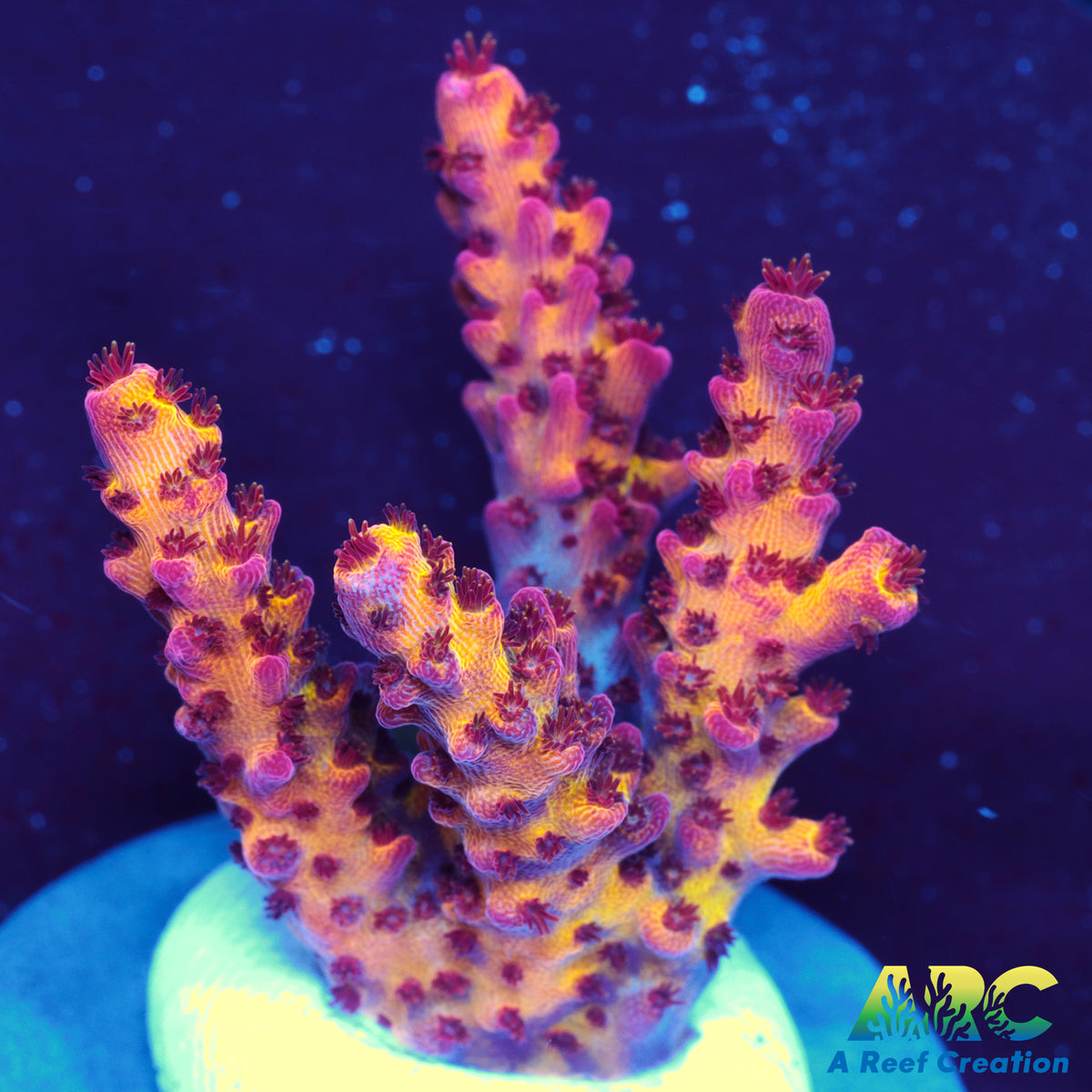 PC Rainbow Acro – A Reef Creation