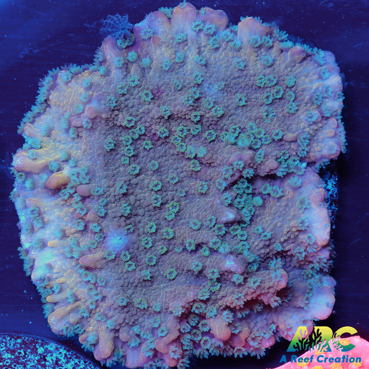 Blue Polyp Monti hirsuta – A Reef Creation