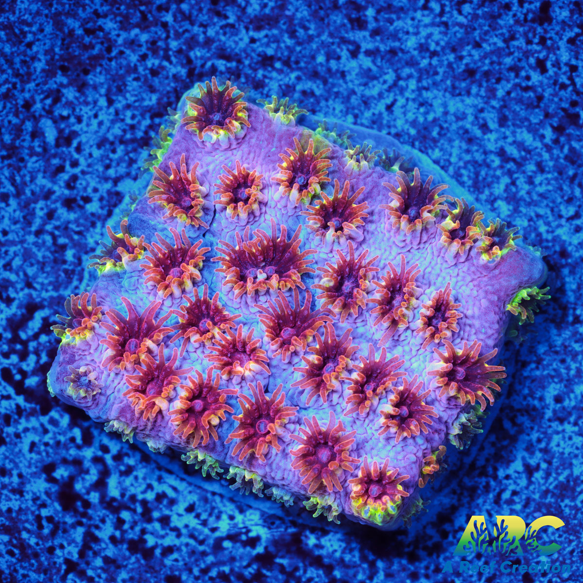 Skittles Bomb Cyphastrea – A Reef Creation
