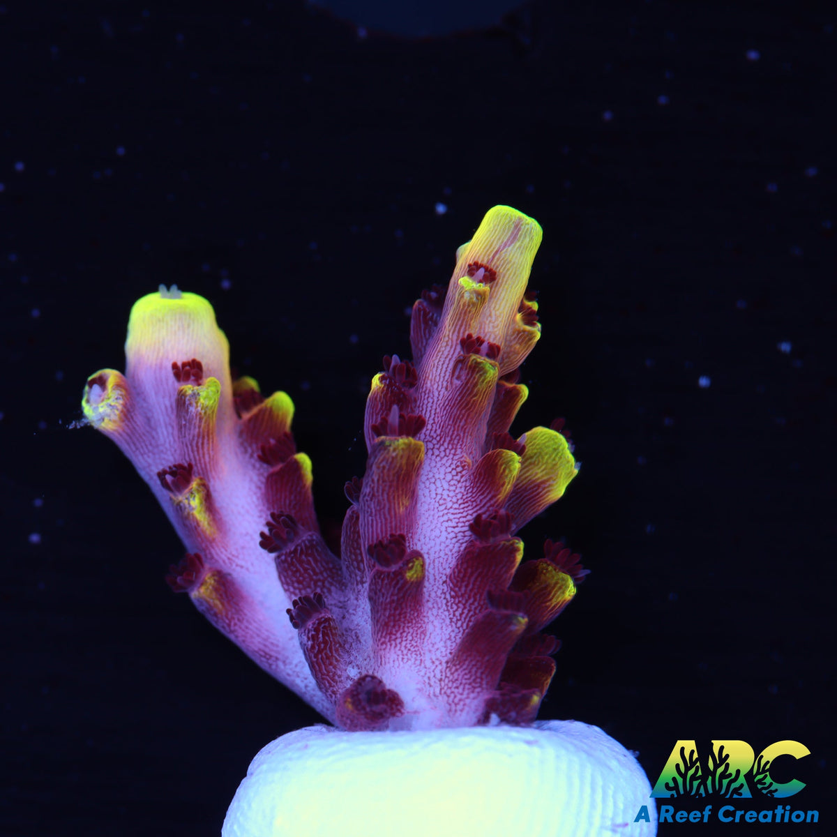 JF Fox Flame Acro – A Reef Creation