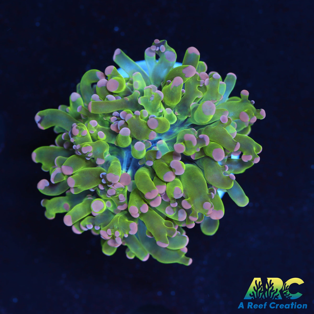 Josh's Pink Tip Frogspawn – A Reef Creation