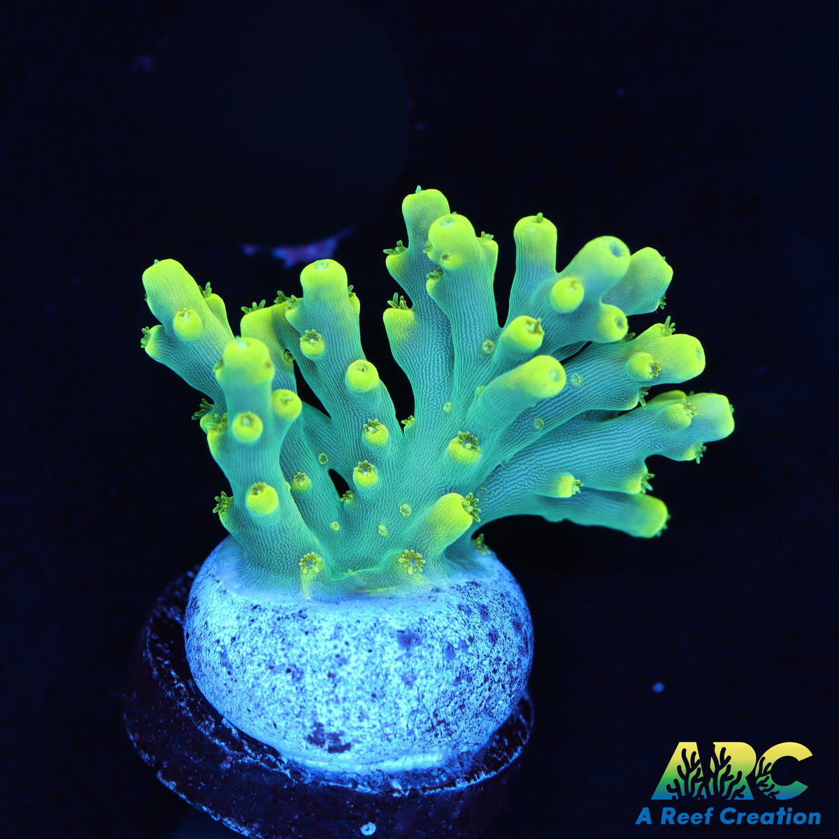 Pratt Reef Table Acro – A Reef Creation