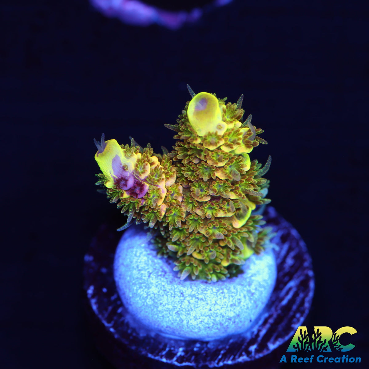 RRC Rainbow Splice Acro – A Reef Creation