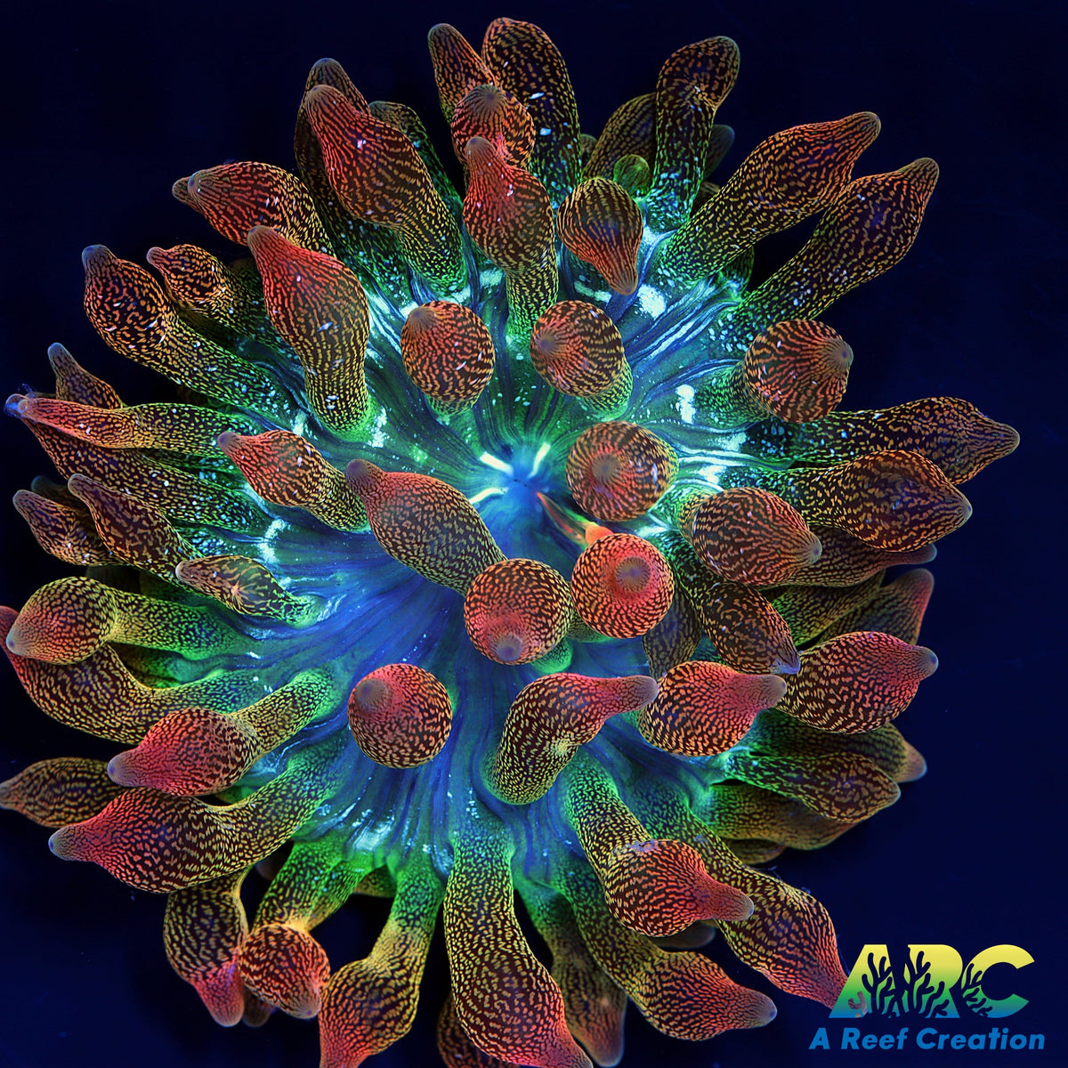 Gonzo's Colorado Sunburst Anemone – A Reef Creation