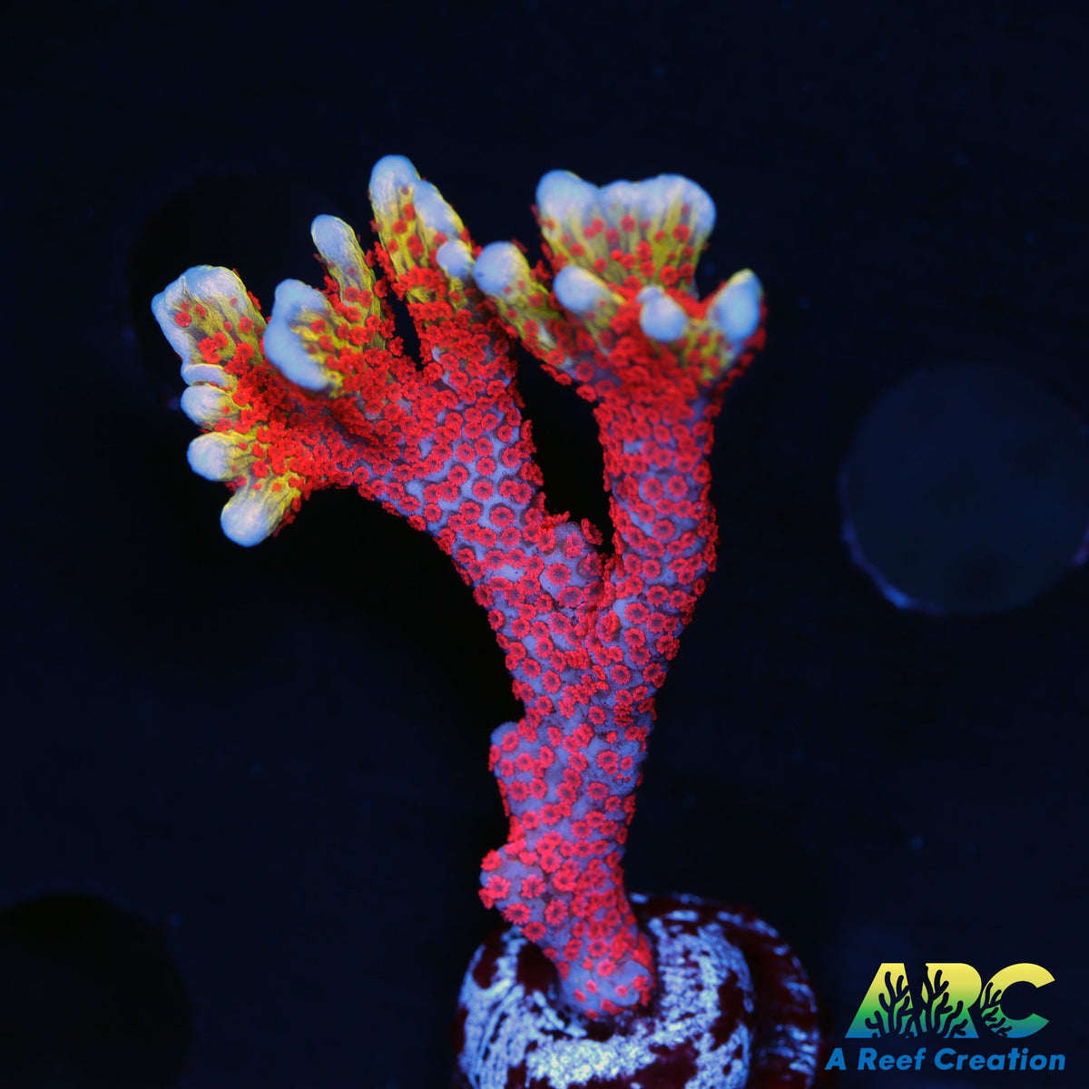 Bubble Gum Monti Digi – A Reef Creation