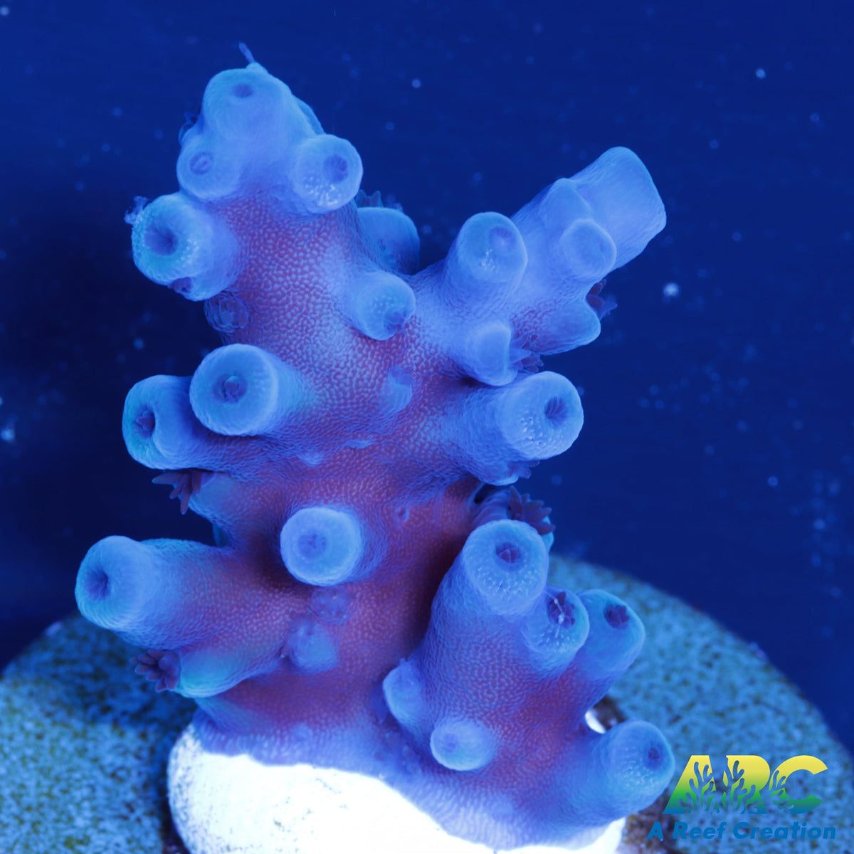 Oregon Tort – A Reef Creation