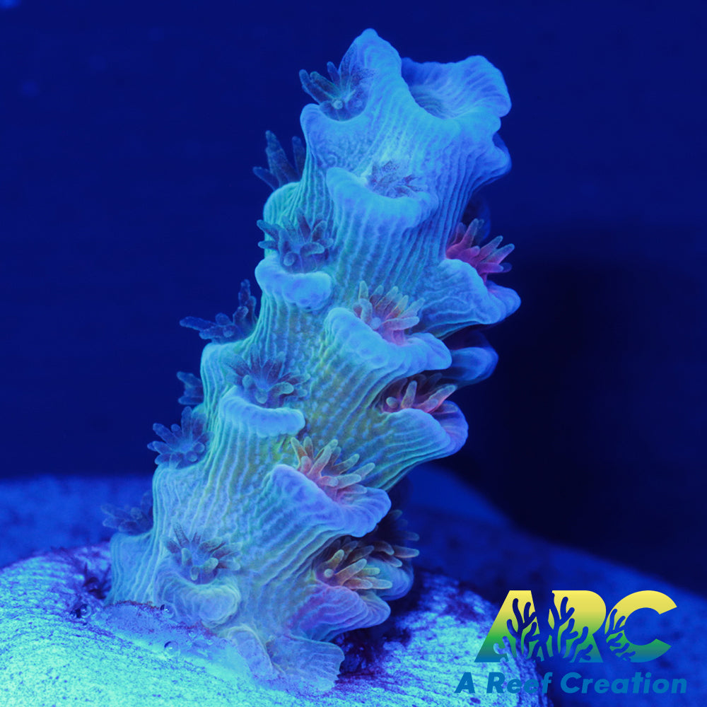 JF Jolt Acro – A Reef Creation