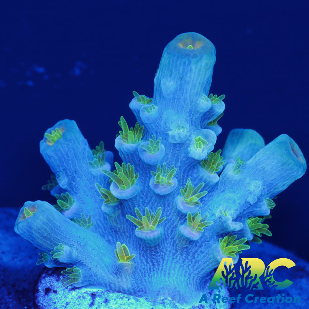 Walt Disney Acro – A Reef Creation