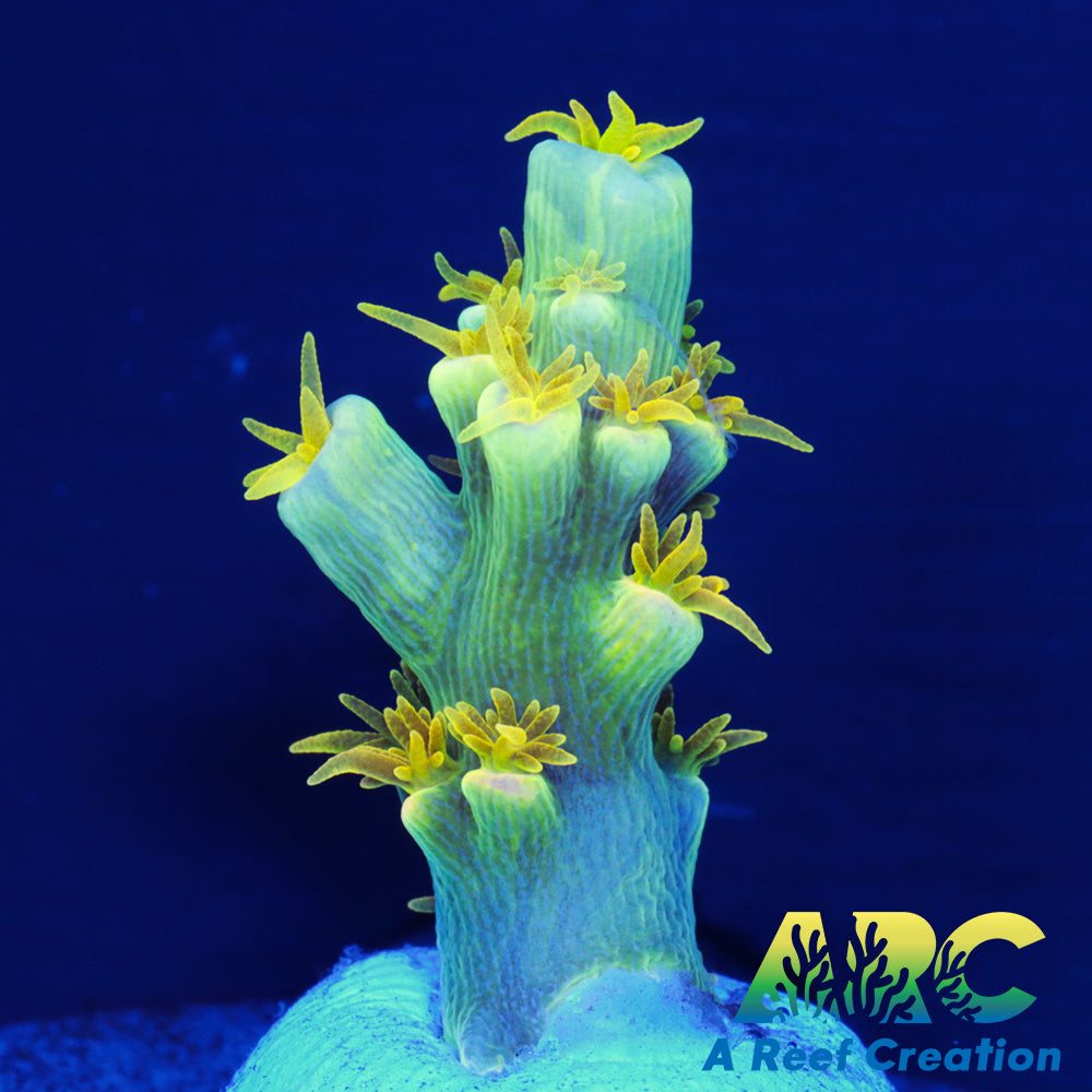 Walt Disney Acro – A Reef Creation
