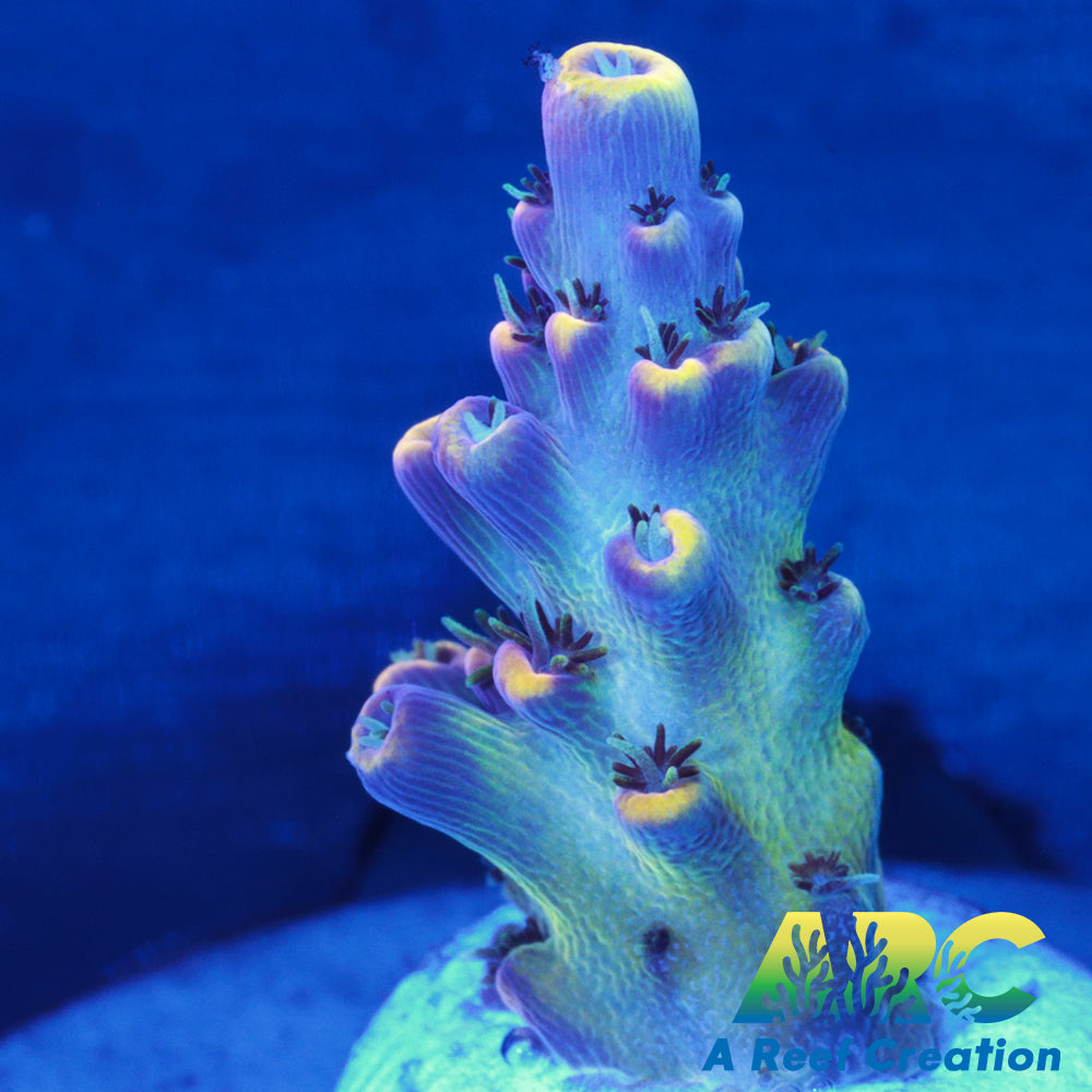 WWC Red Polyp Clathrata – A Reef Creation