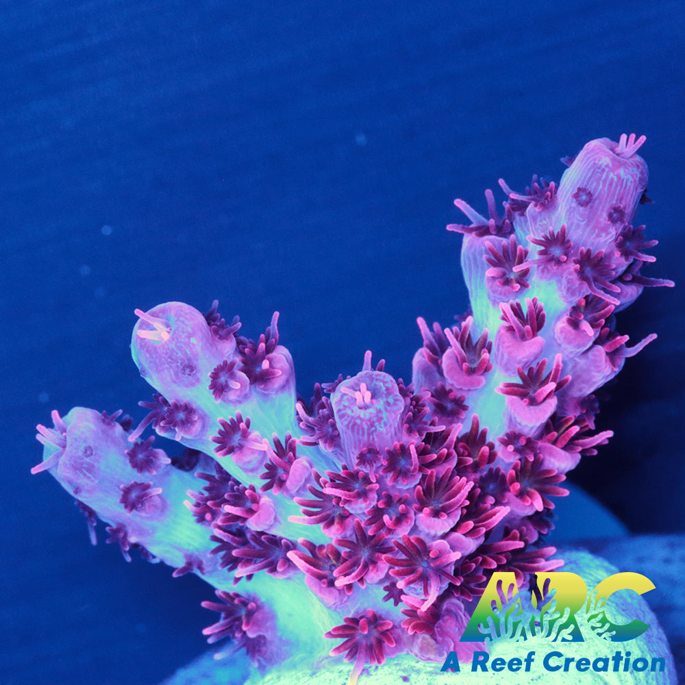 CC Firewalker Milli – A Reef Creation