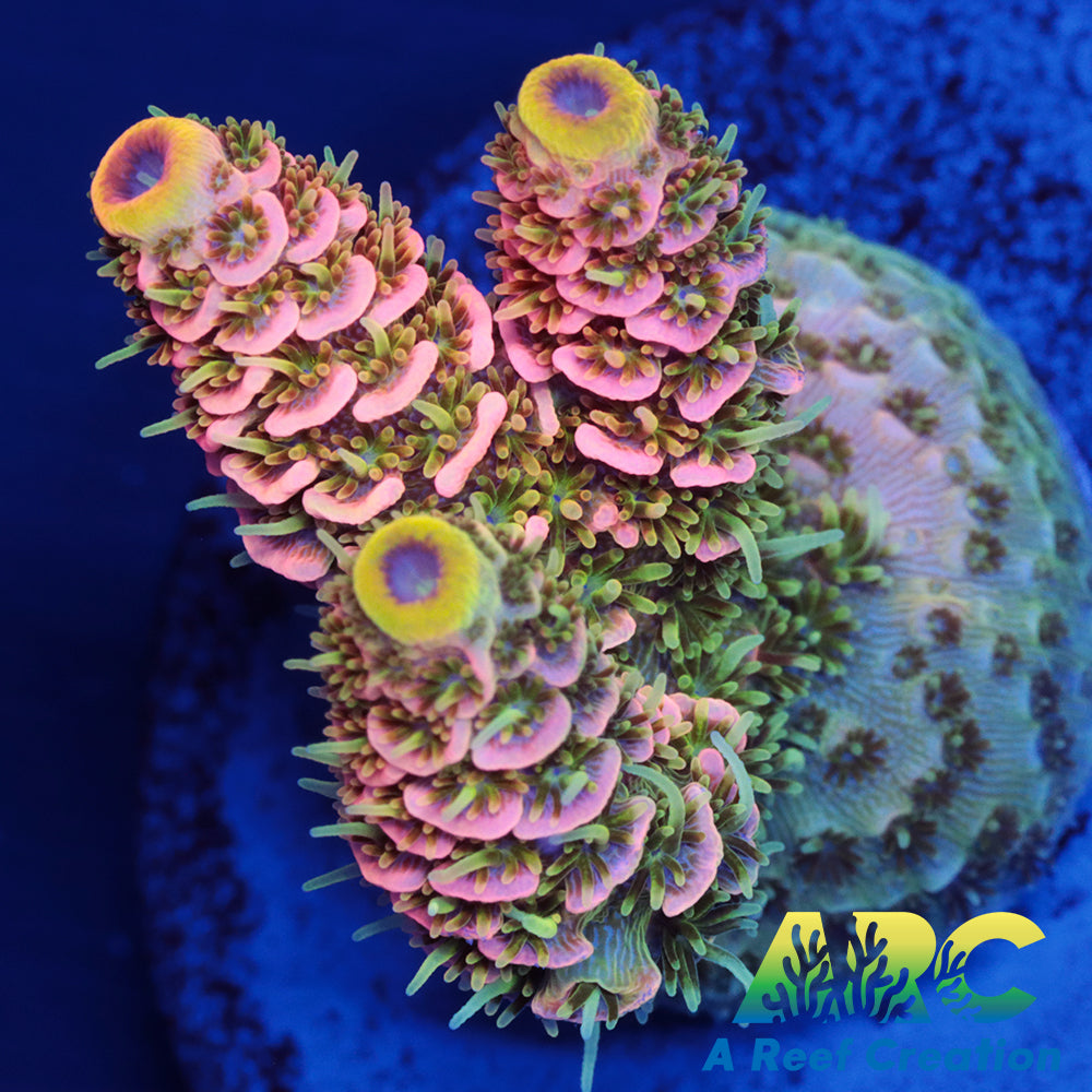 ASD Rainbow Milli – A Reef Creation