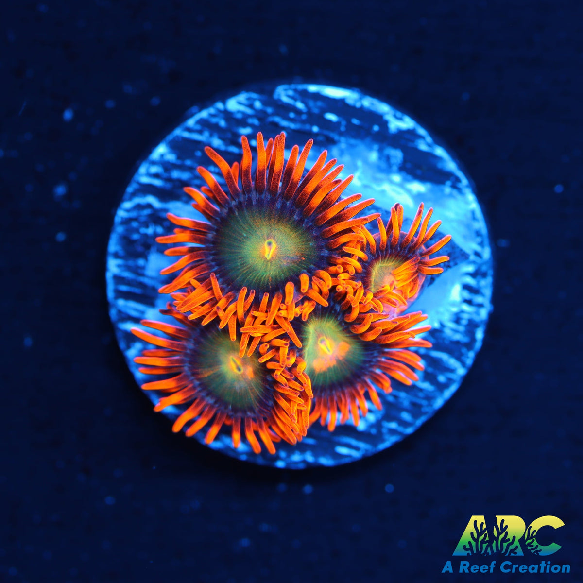 CC Mango Fusion Zoa – A Reef Creation