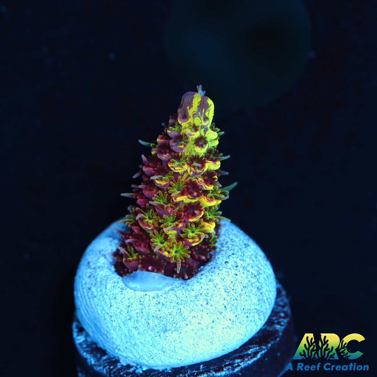 RRC Rainbow Splice – A Reef Creation