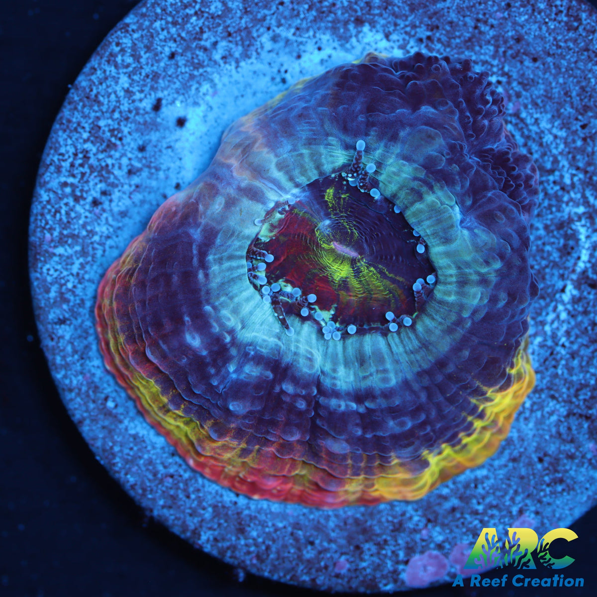 ARC Flaming Bugatti Bower – A Reef Creation