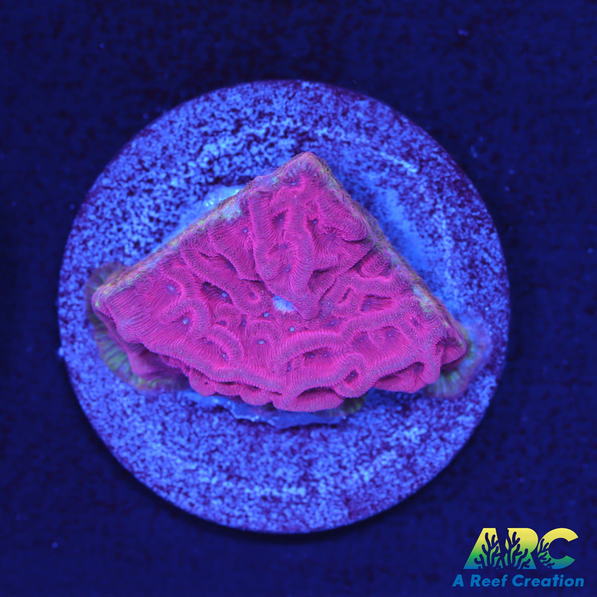 Pink Flamingo Lepto – A Reef Creation