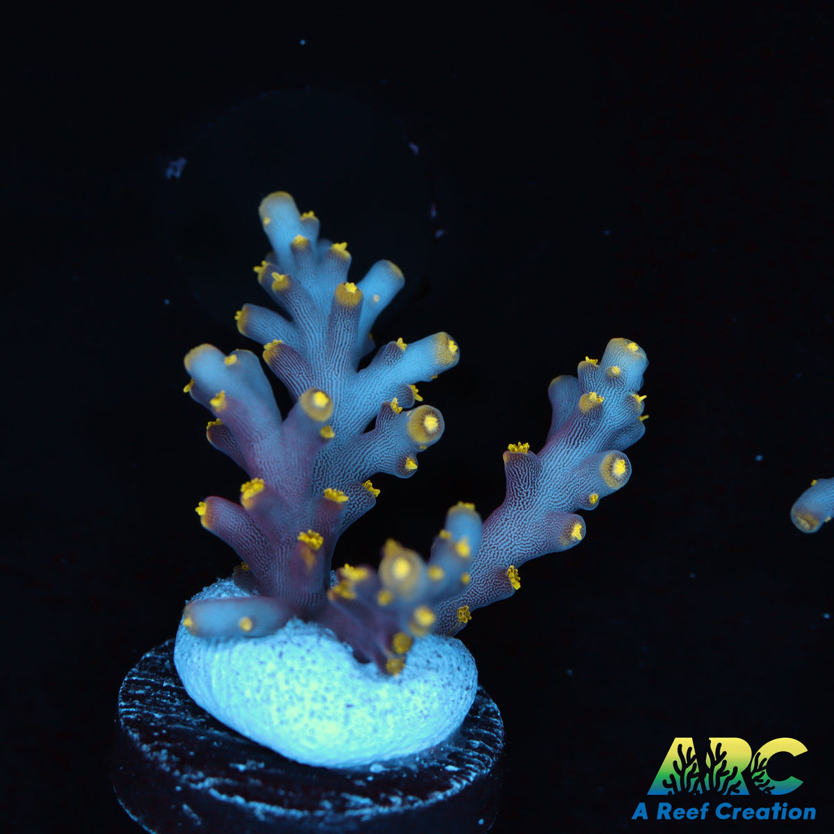 ARC Proximo – A Reef Creation