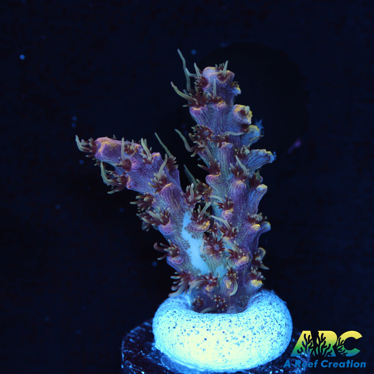 ARC Frozen Goldfinger – A Reef Creation