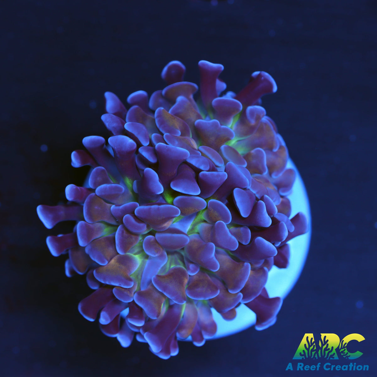 ARC Grape Branching Hammer – A Reef Creation