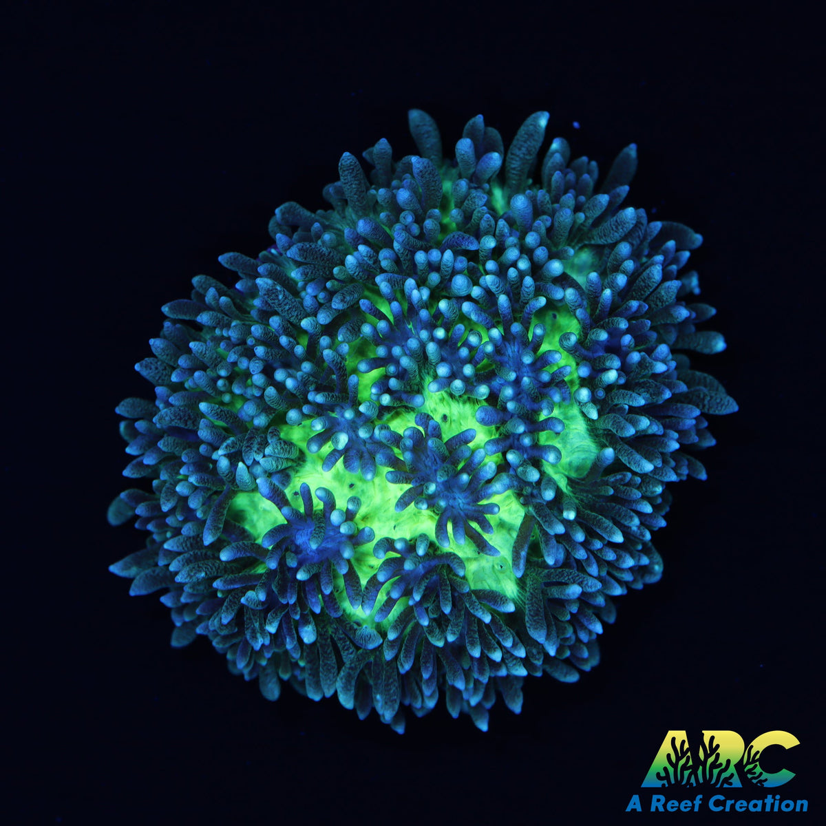 ARC Ice Dragon Hydno – A Reef Creation