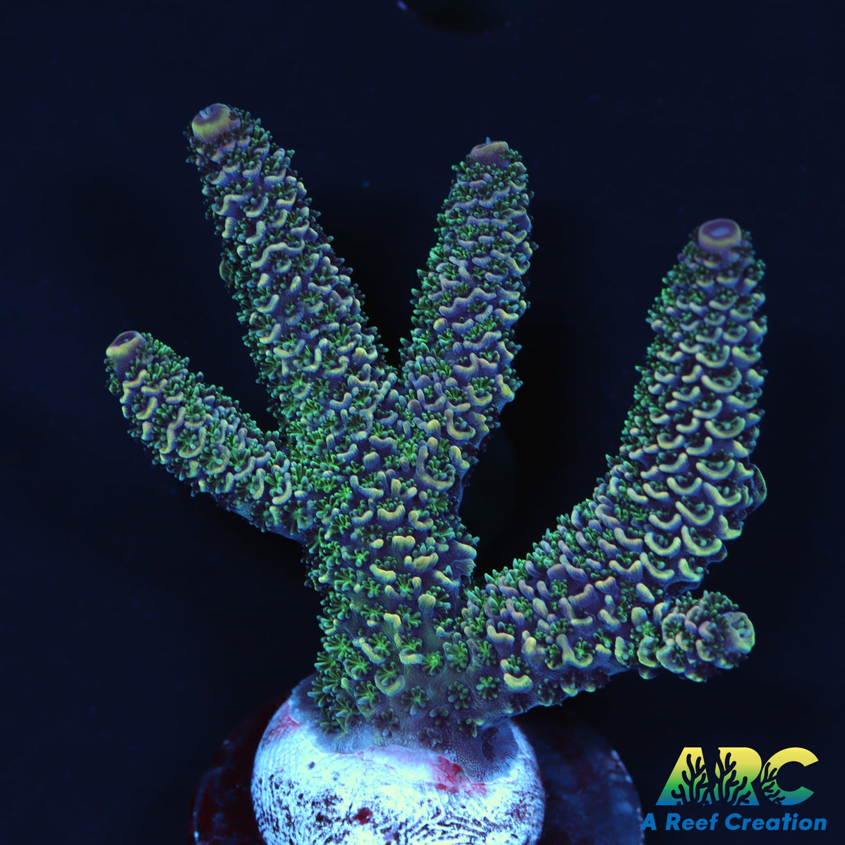 ARC Rainbow Spathulata – A Reef Creation