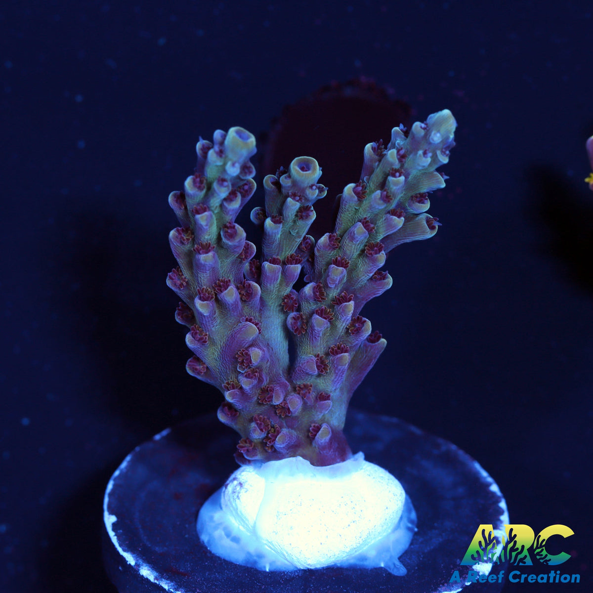 Sanjay's Concord Grape Table Acro – A Reef Creation