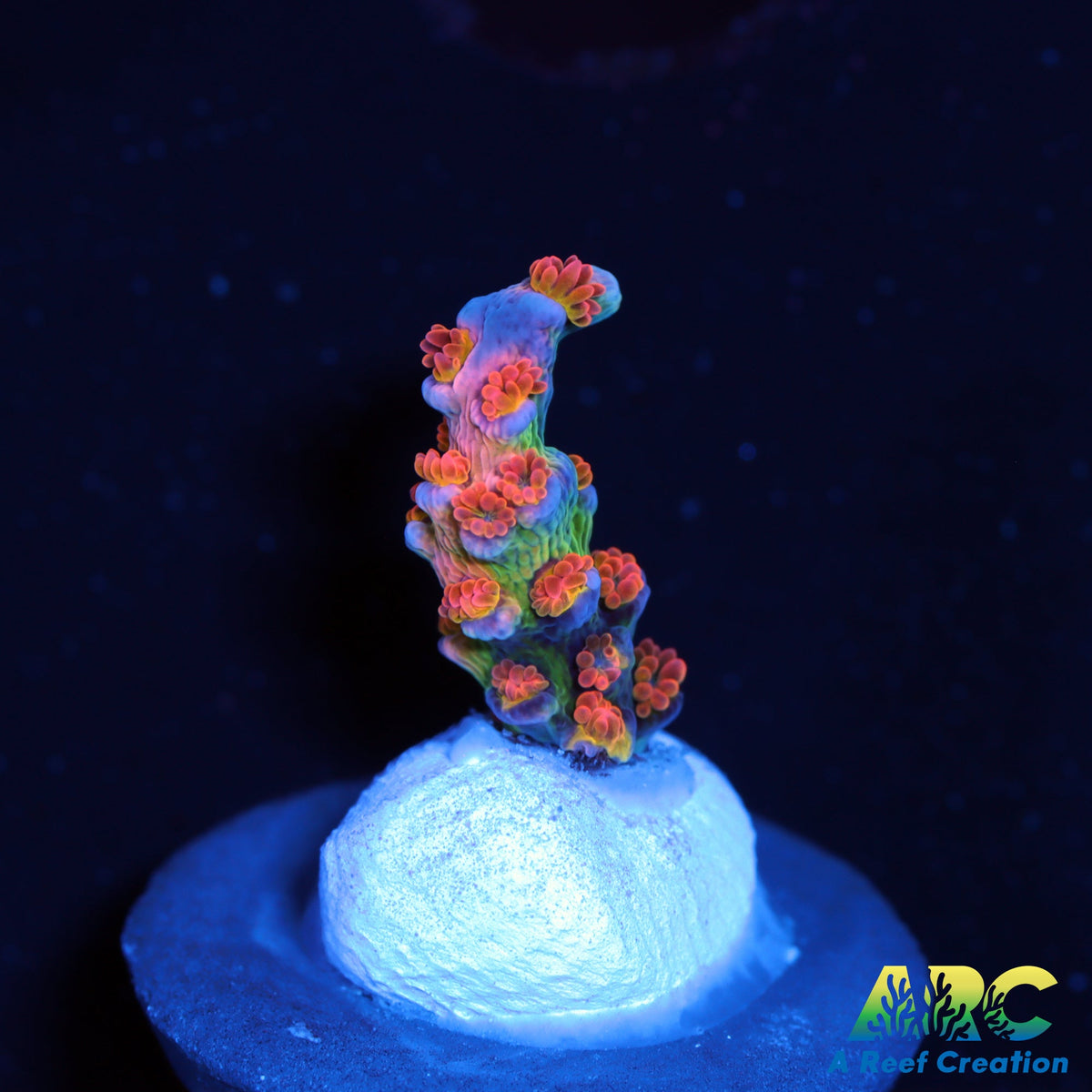 Small SKA Jackpot Acro – A Reef Creation