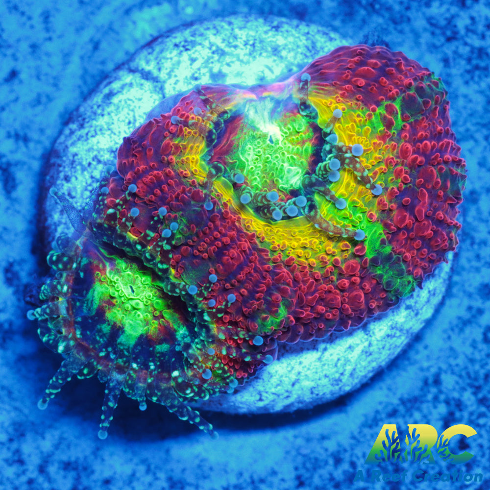 WWC Ruby Red Micromussa – A Reef Creation