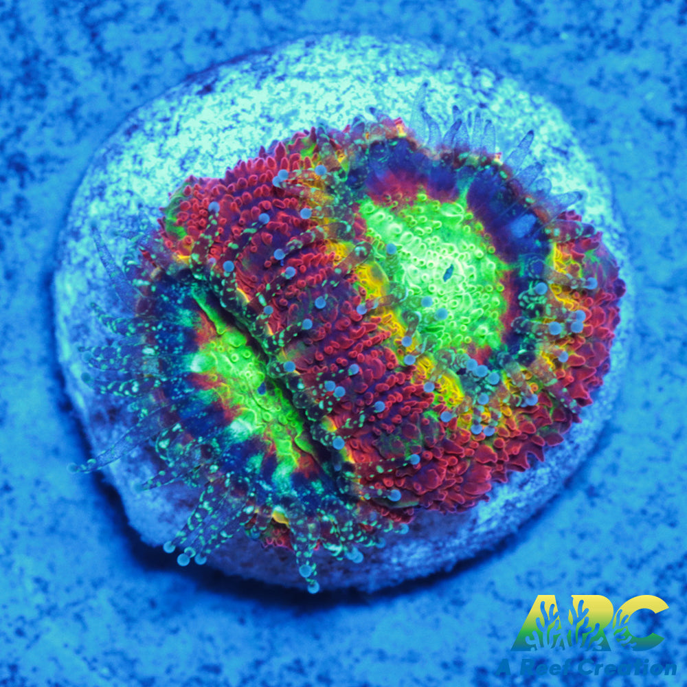 WWC Ruby Red Micromussa – A Reef Creation