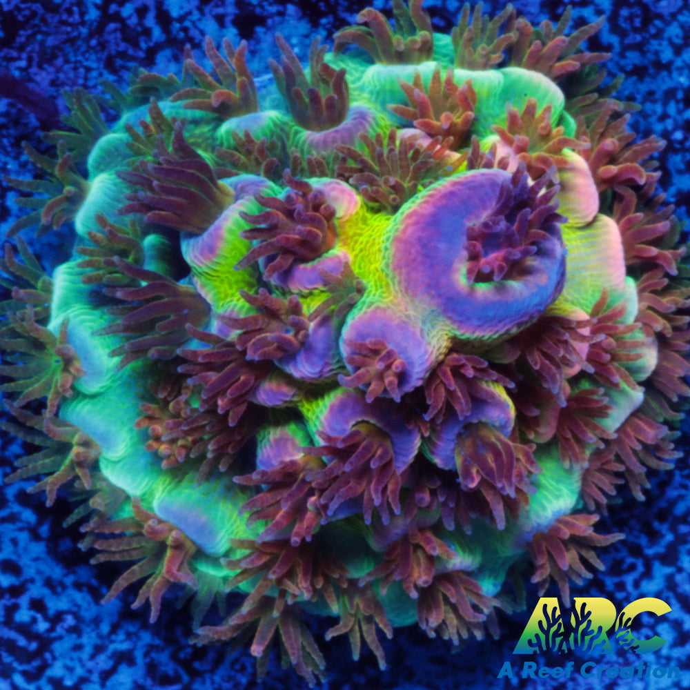 RRC Angry Birds Acro – A Reef Creation
