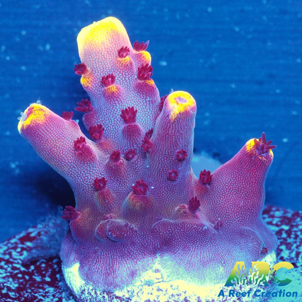 JF Fox Flame Acro – A Reef Creation