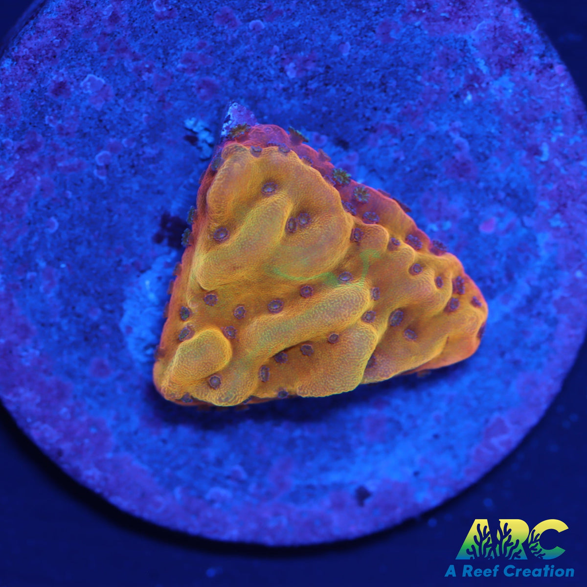 UC Disruption Monti – A Reef Creation