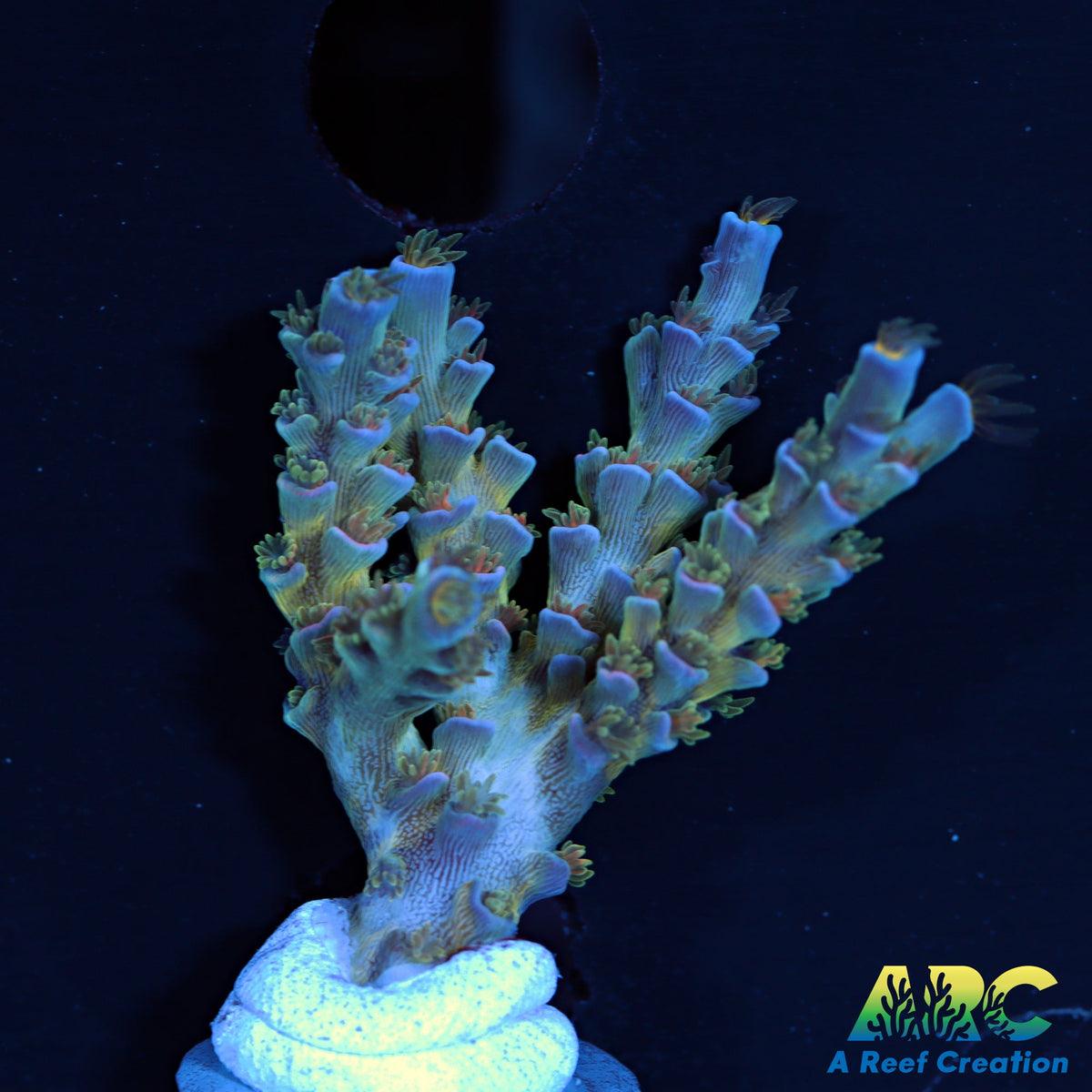 CC Pink Highlighter Acro – A Reef Creation