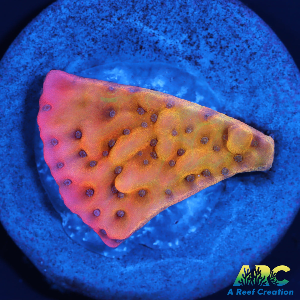 UC Disruption Monti – A Reef Creation