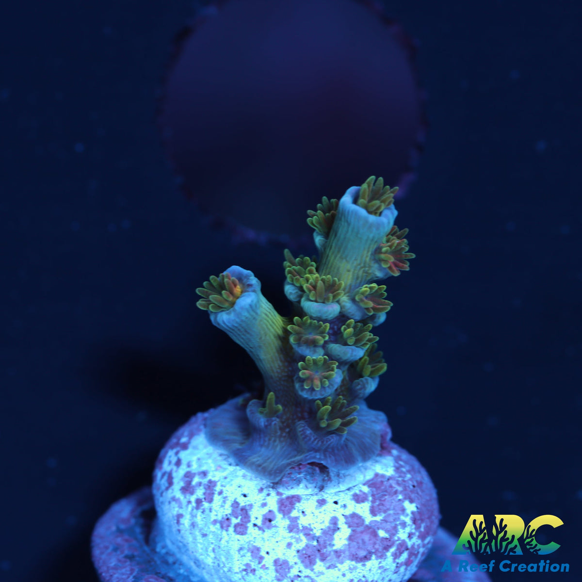 JF Jolt Acro – A Reef Creation
