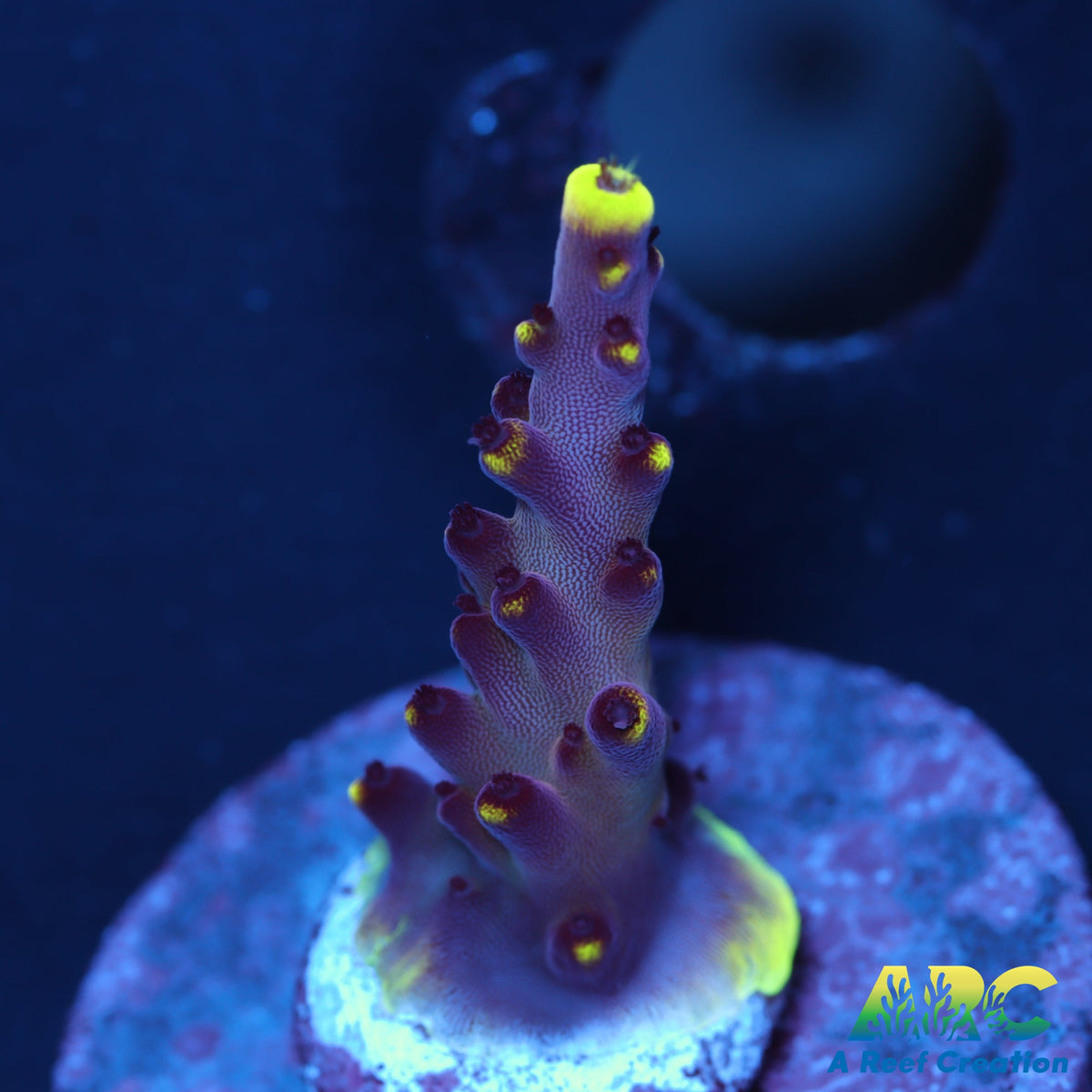 JF Fox Flame Acro – A Reef Creation