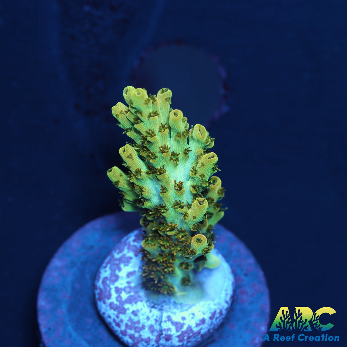 ARC Peach Giant Table Acro – A Reef Creation